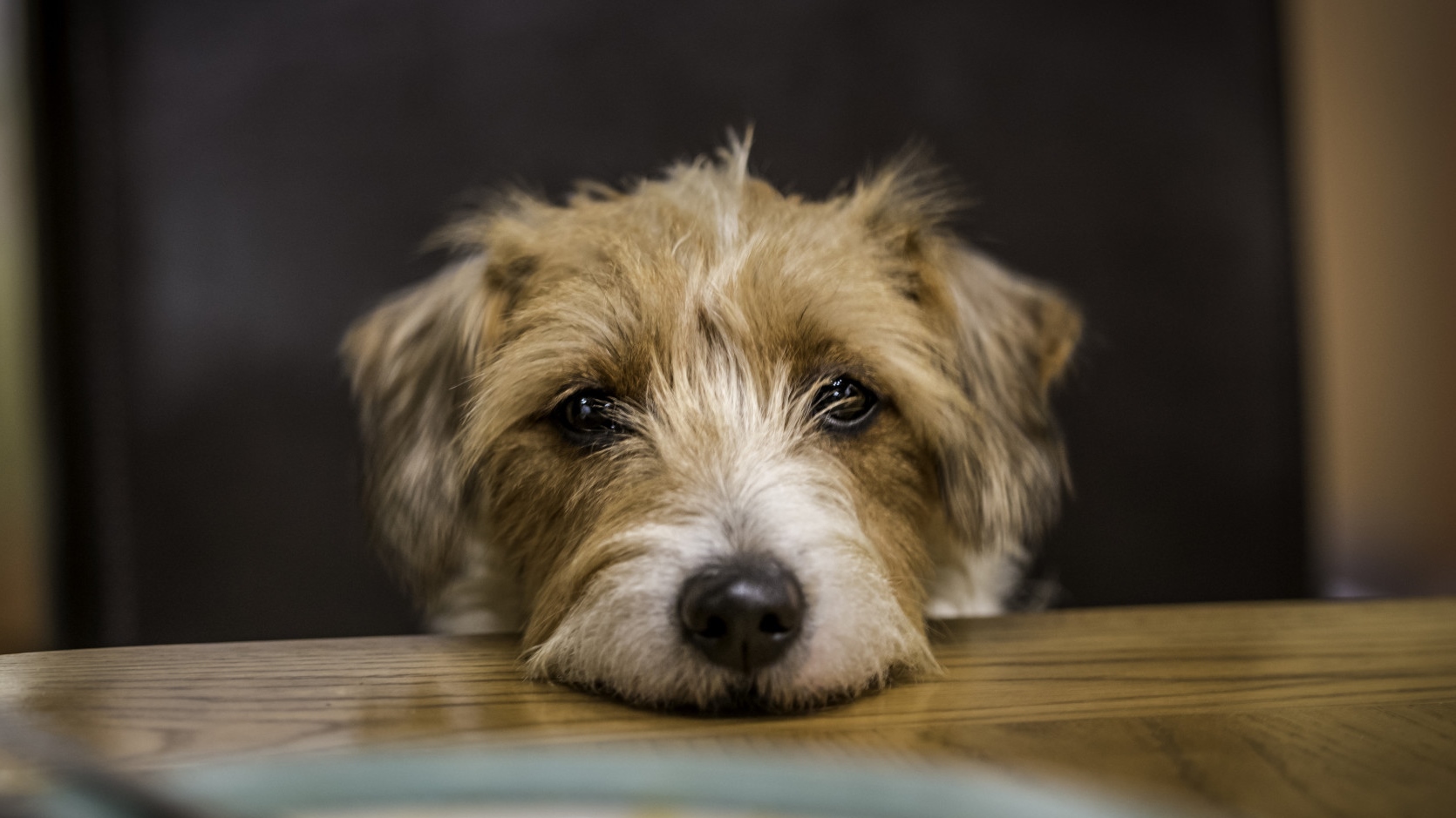 Dinner for Dogs - His Place Community Church